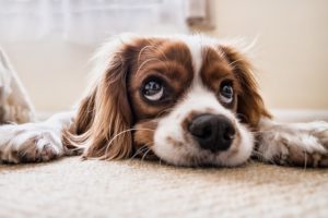 Poem: Mother Doesn’t Want a Dog – Living The Present Moment