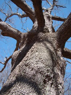 Grandmother Tree – Living The Present Moment